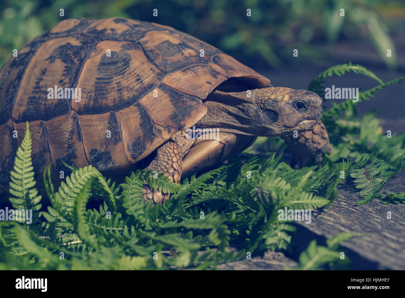 Tortoise on stone among the grass, note shallow depth of field Stock ...