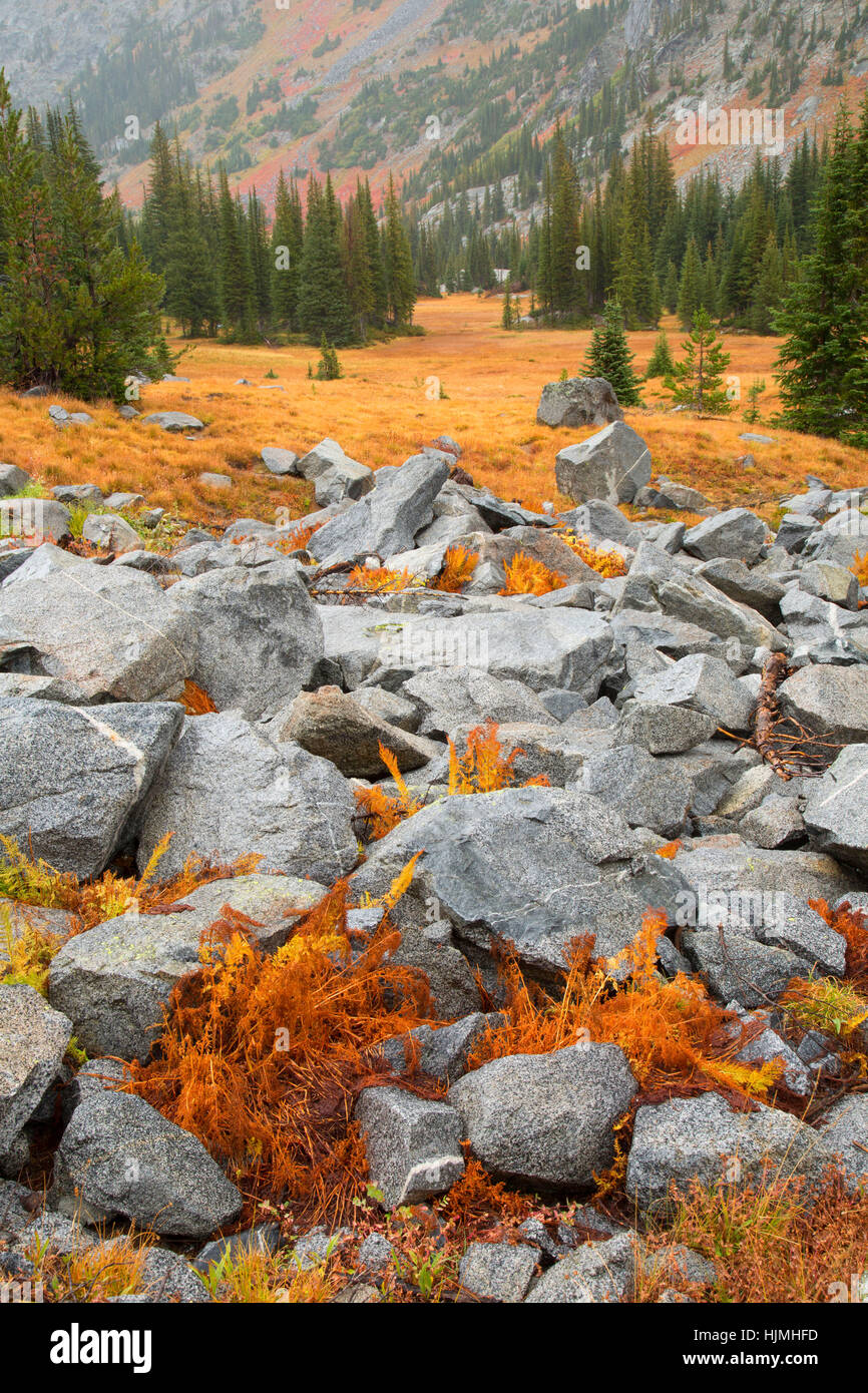 Subalpine forest and meadow along East Fork Lostine River Trail, Eagle ...