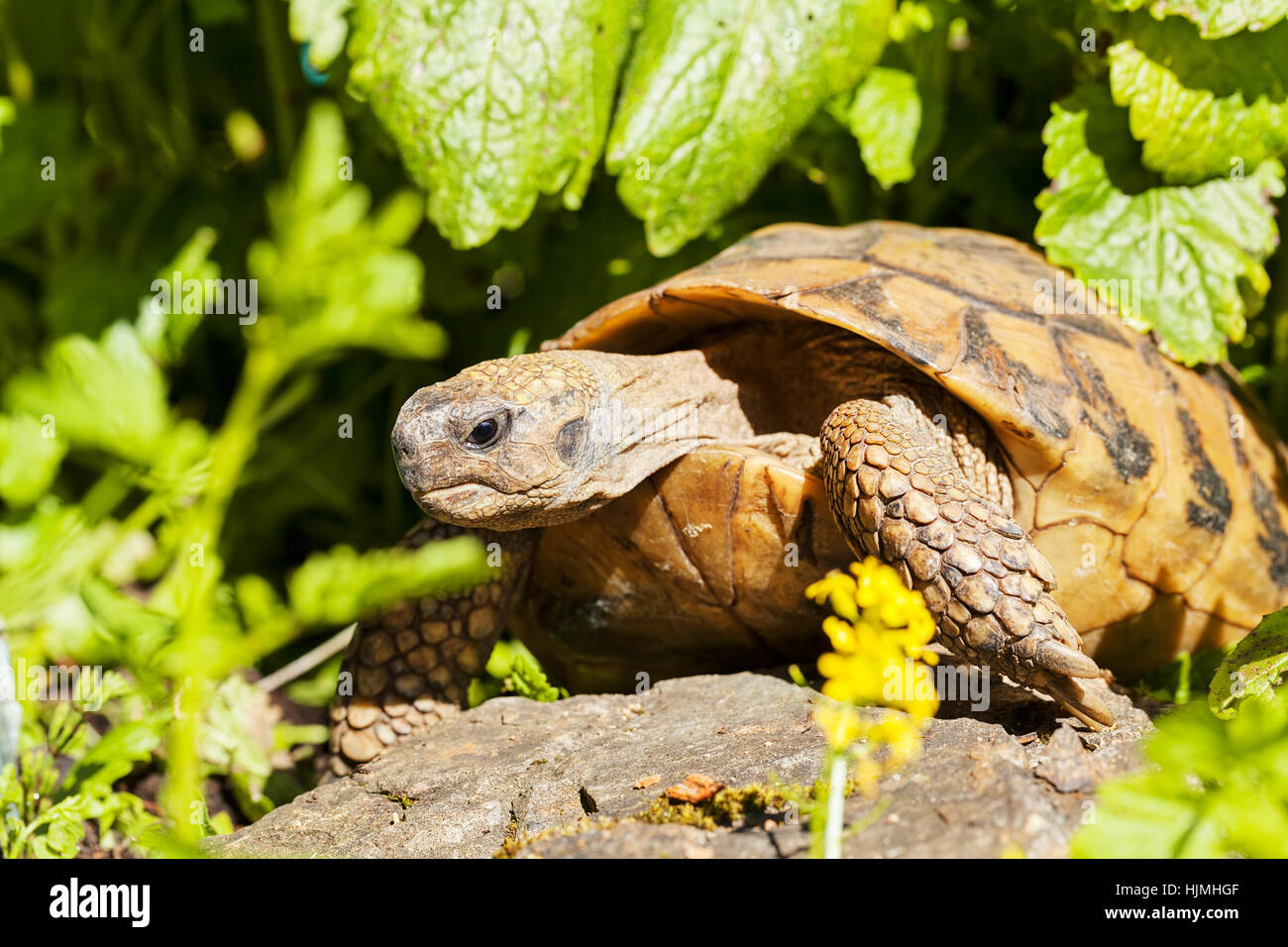 Tortoise on stone among the grass, note shallow depth of field Stock ...