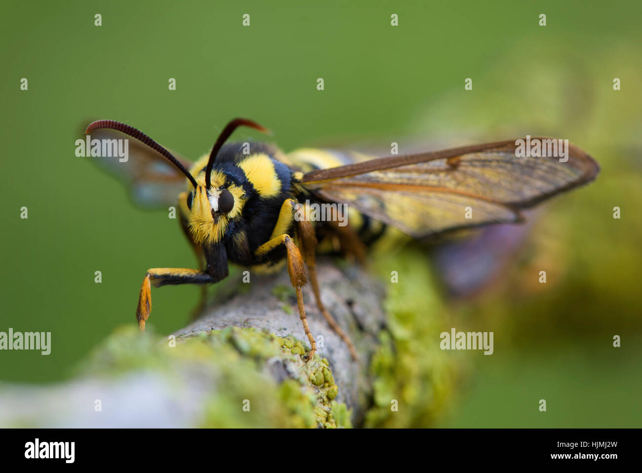 Hornet moth on a branch Stock Photo - Alamy