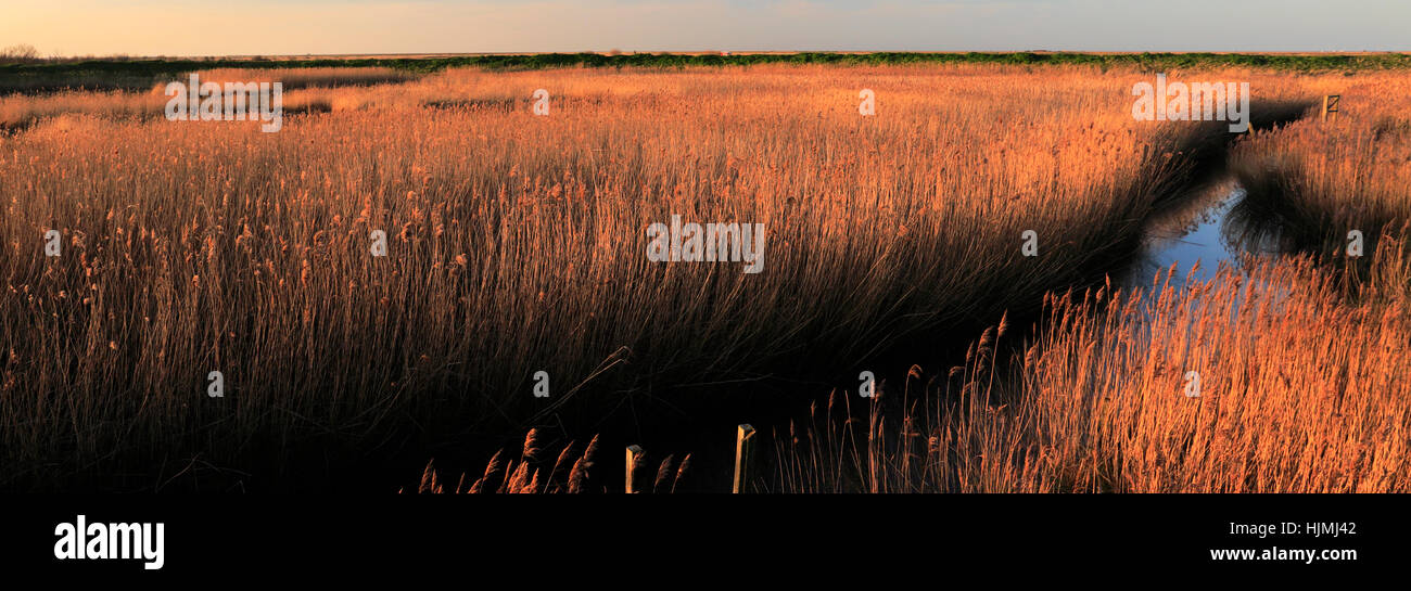 Sunset view over reed beds, Cley-next-the-Sea village, North Norfolk ...