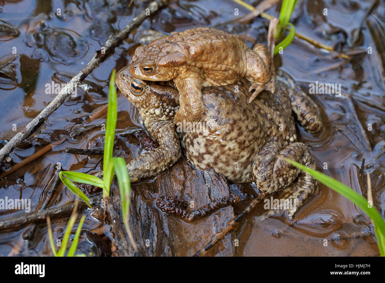 frogs mating in mud in water, note shallow depth of field Stock Photo ...