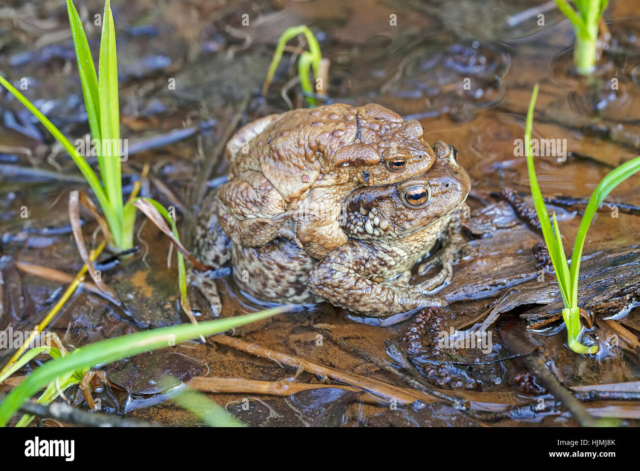 frogs mating in mud in water, note shallow depth of field Stock Photo ...