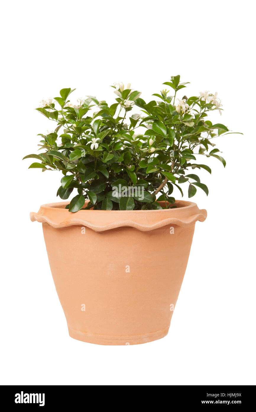 Jasmine plant pot hi-res stock photography and images - Alamy