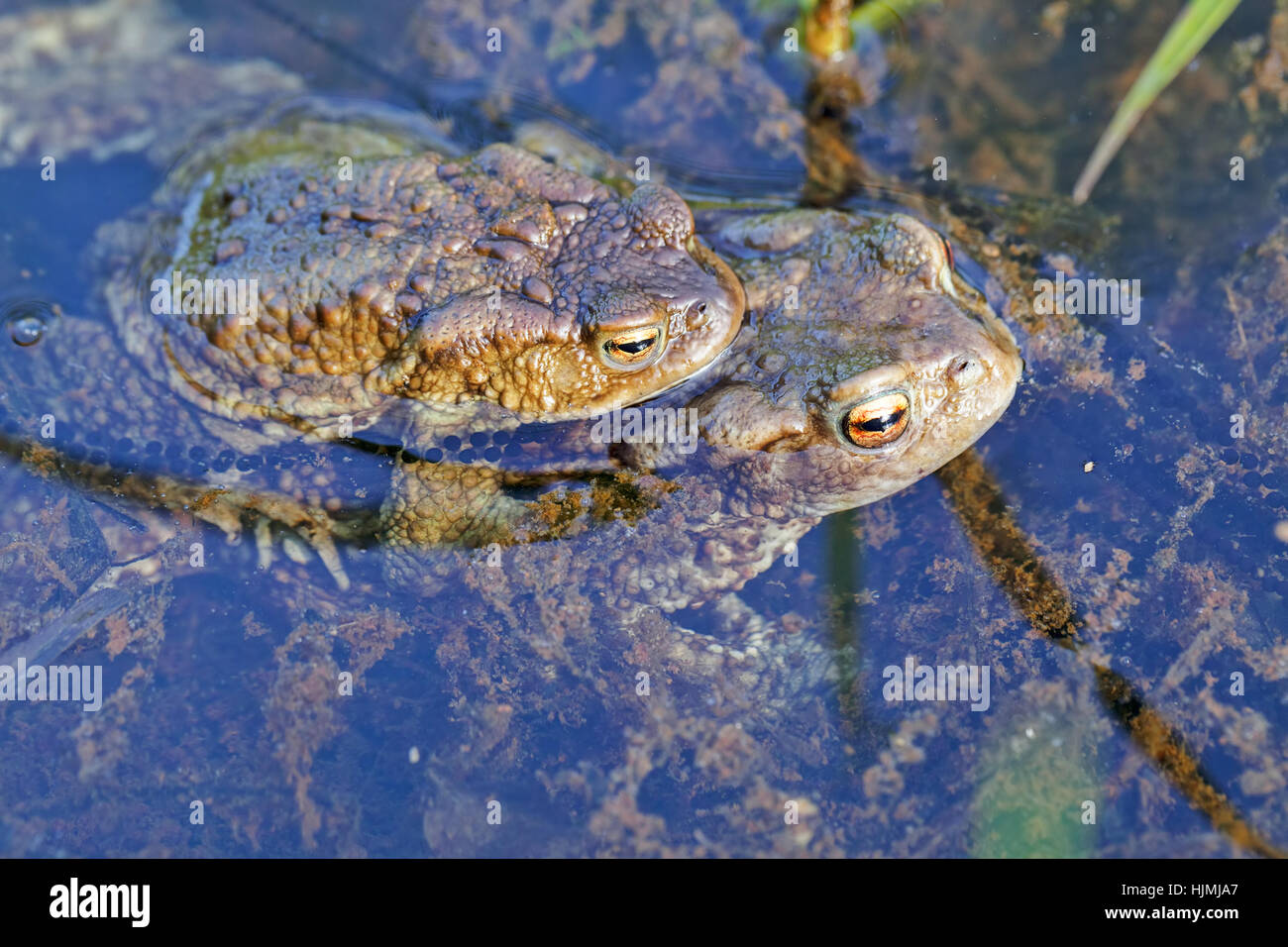frog mating in water, note shallow depth of field Stock Photo - Alamy