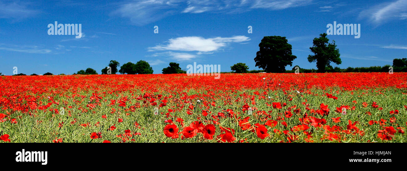 Summer Poppy Fields, Castle Acre village, North Norfolk, England, UK ...
