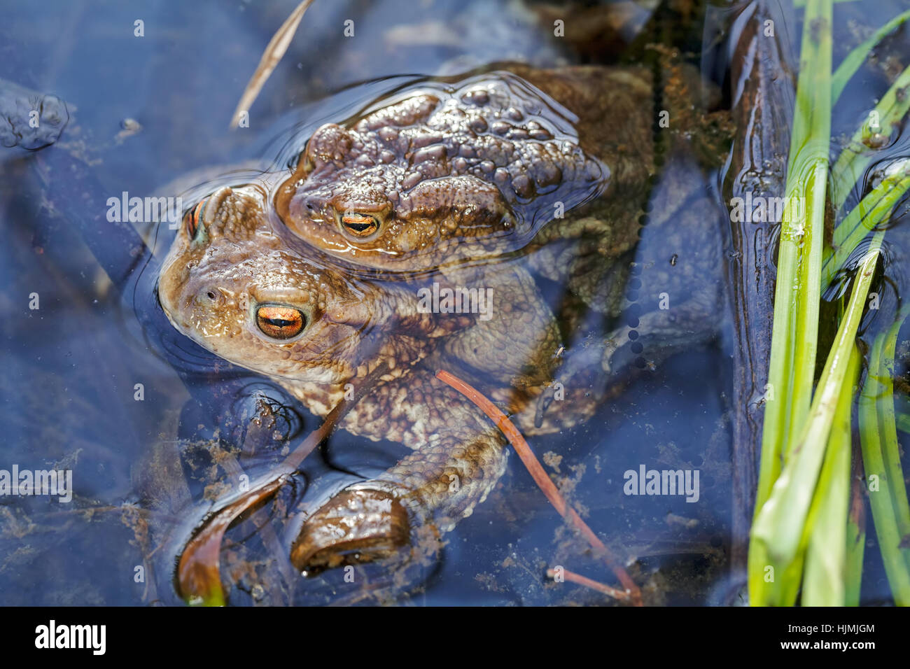frog mating in water, note shallow depth of field Stock Photo - Alamy