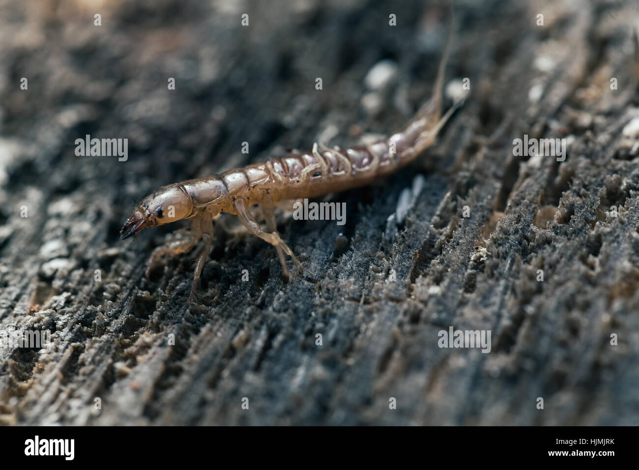 aquatic insect larva in nature, note shallow depth of field Stock Photo ...