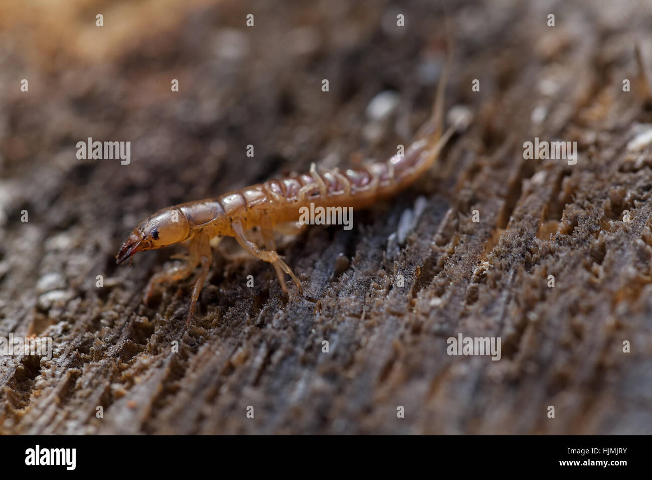 aquatic insect larva in nature, note shallow depth of field Stock Photo ...