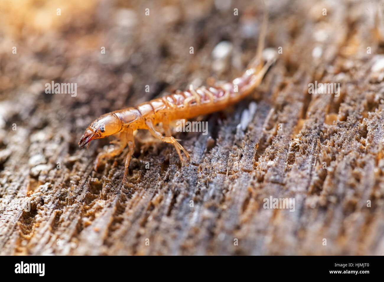 Aquatic beetle larvae closeup hi-res stock photography and images - Alamy
