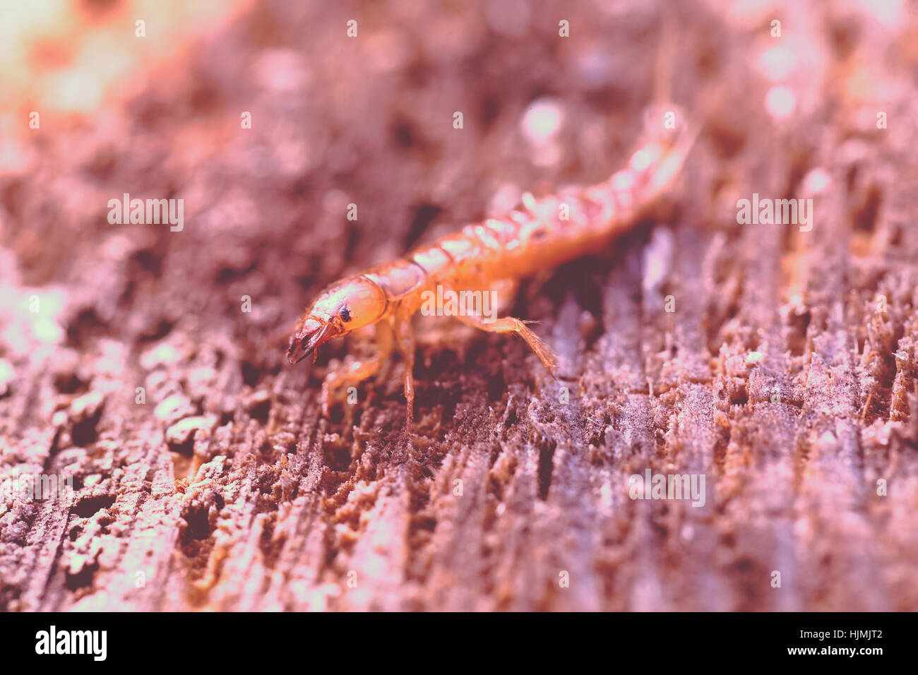aquatic insect larva in nature, note shallow depth of field Stock Photo ...