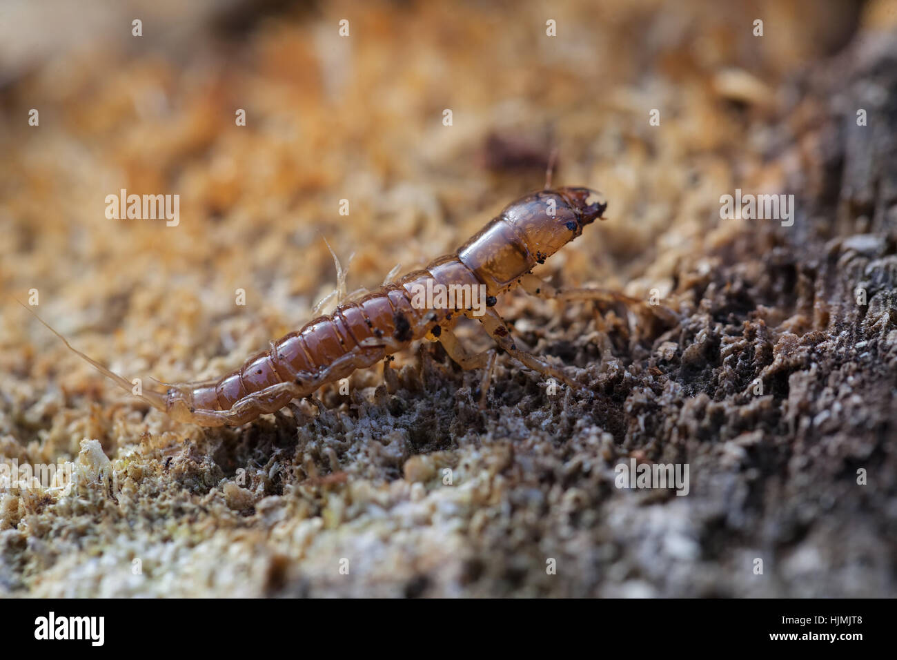 Aquatic beetle larvae closeup hi-res stock photography and images - Alamy