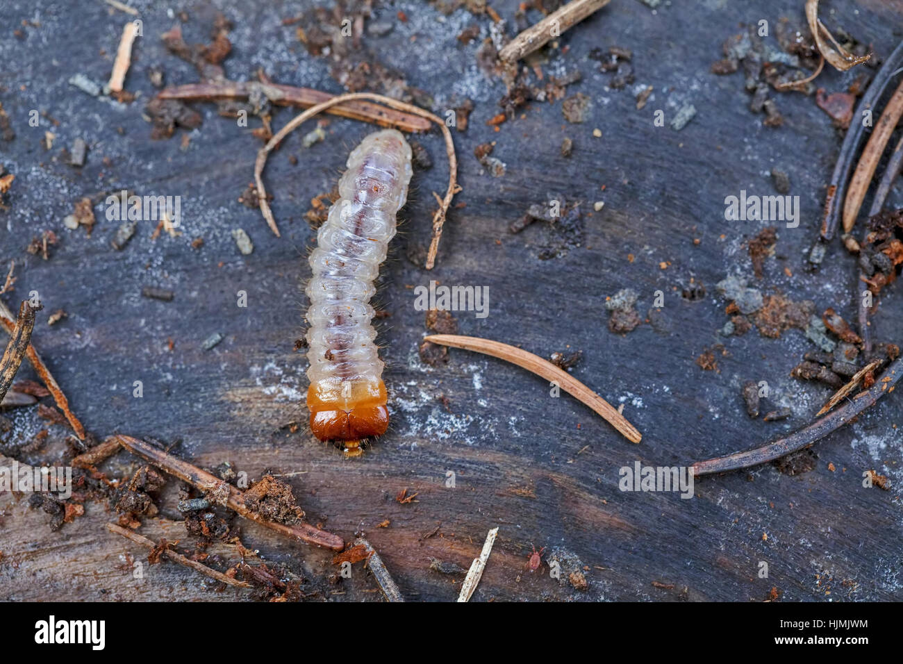 chafer larva on the ground in the woods, note shallow depth of field ...