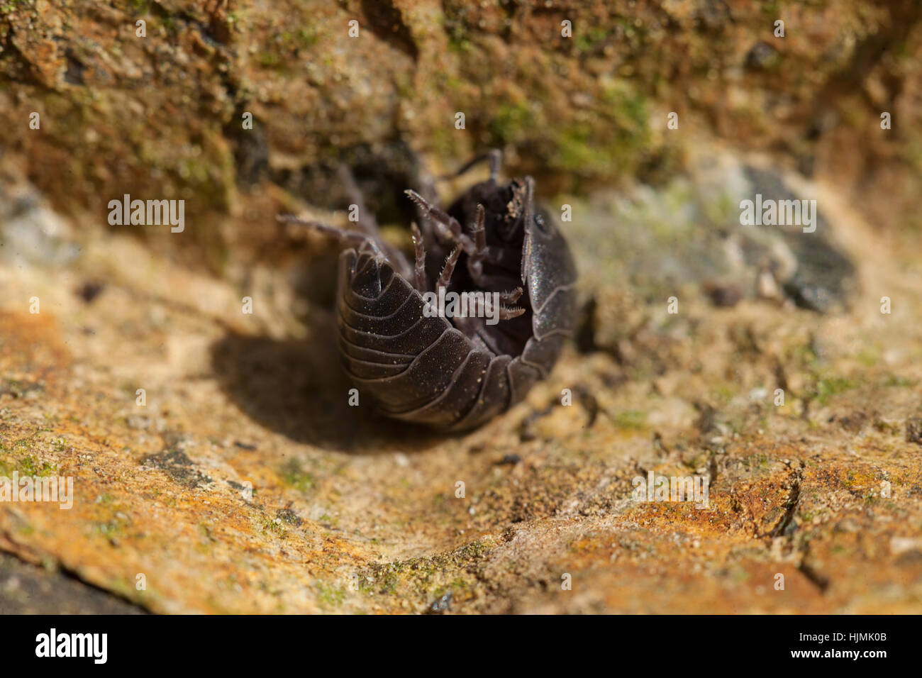 black armadillo bug on the stones in nature, note shallow depth of ...