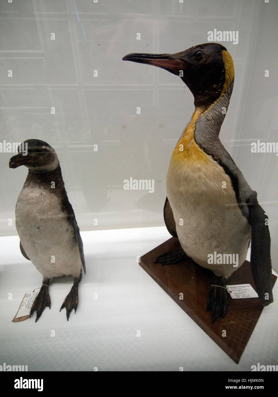 Booth museum taxidermy hi-res stock photography and images - Alamy