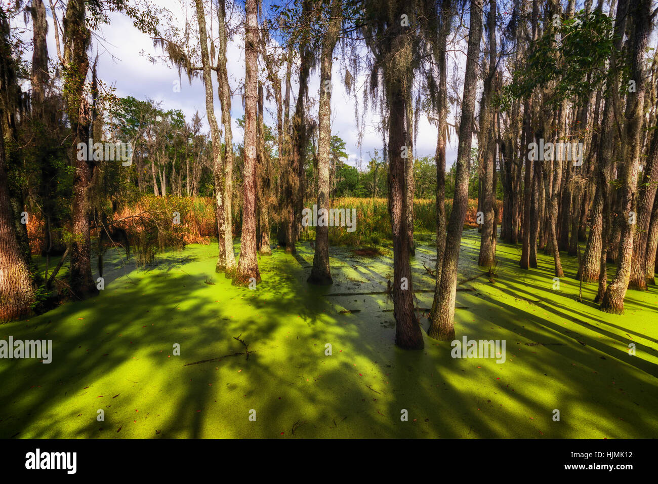 USA, South Carolina, Charelston, swamp Stock Photo - Alamy