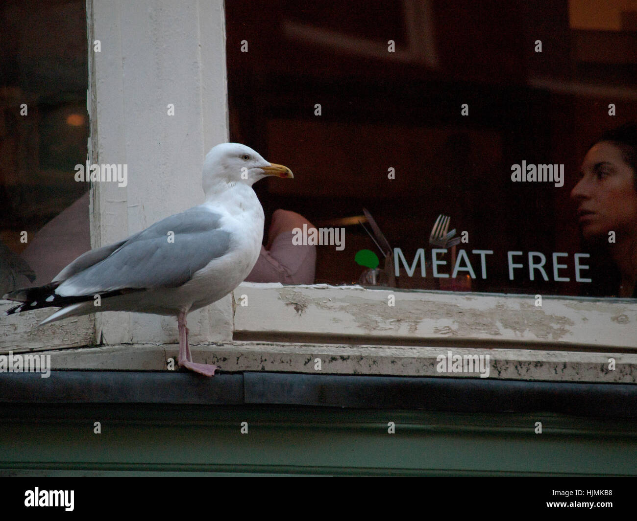 A hungry seagull waits outside a restaurant window in Brighton Stock ...