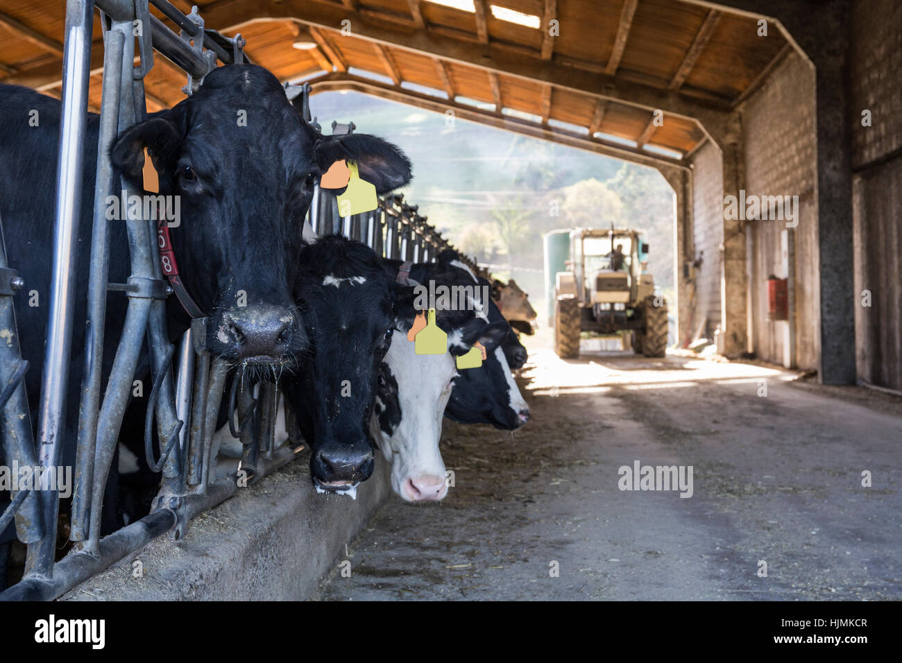 Cows on a farm Stock Photo - Alamy