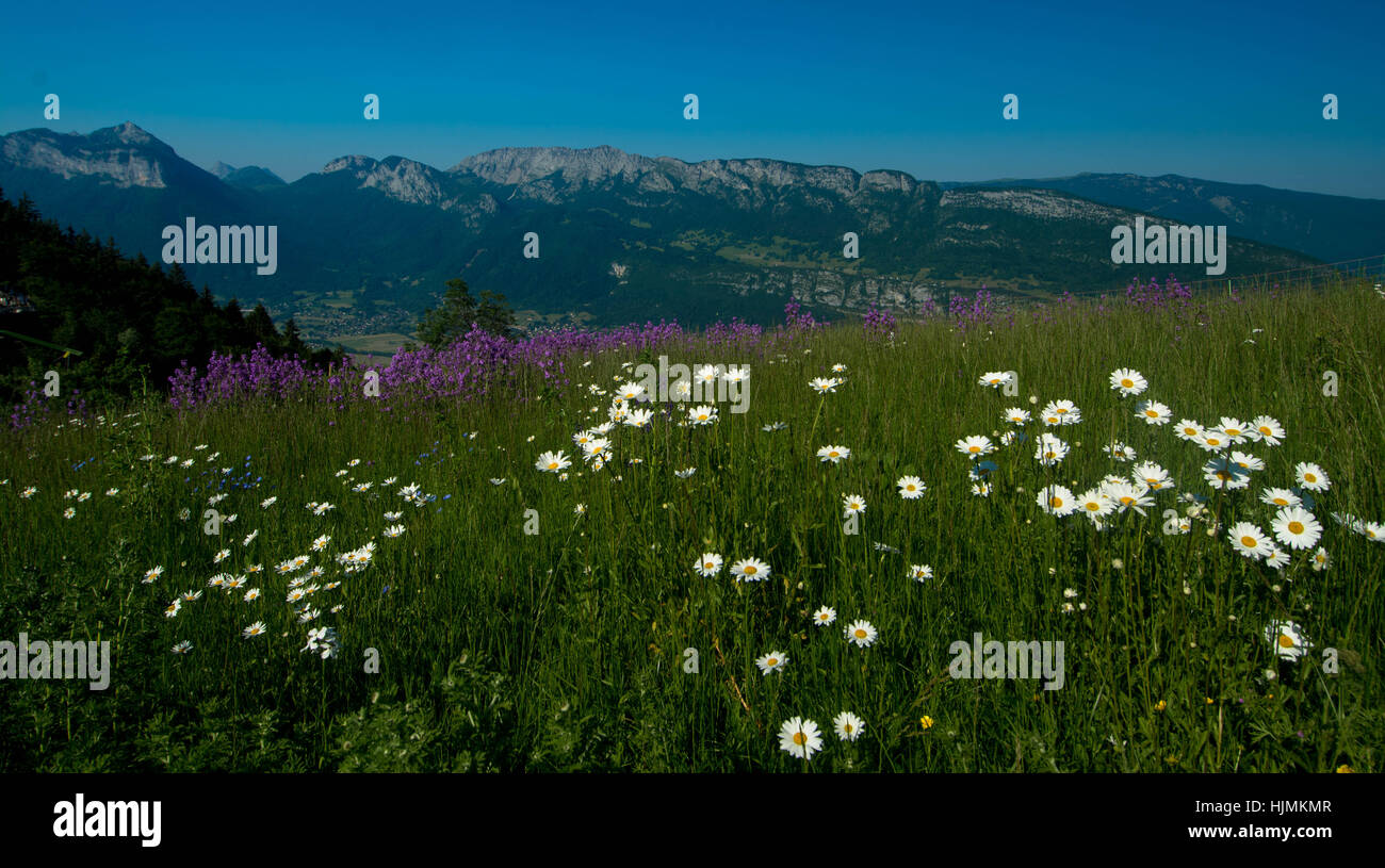 Blossom on the Col de Forclaz above the Lake of Annecy Stock Photo - Alamy