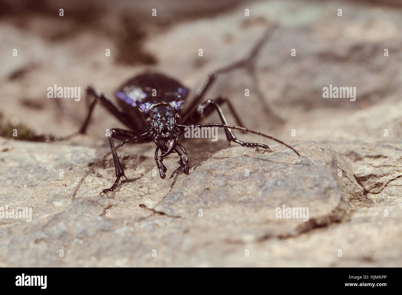 Fastest insect hi-res stock photography and images - Alamy