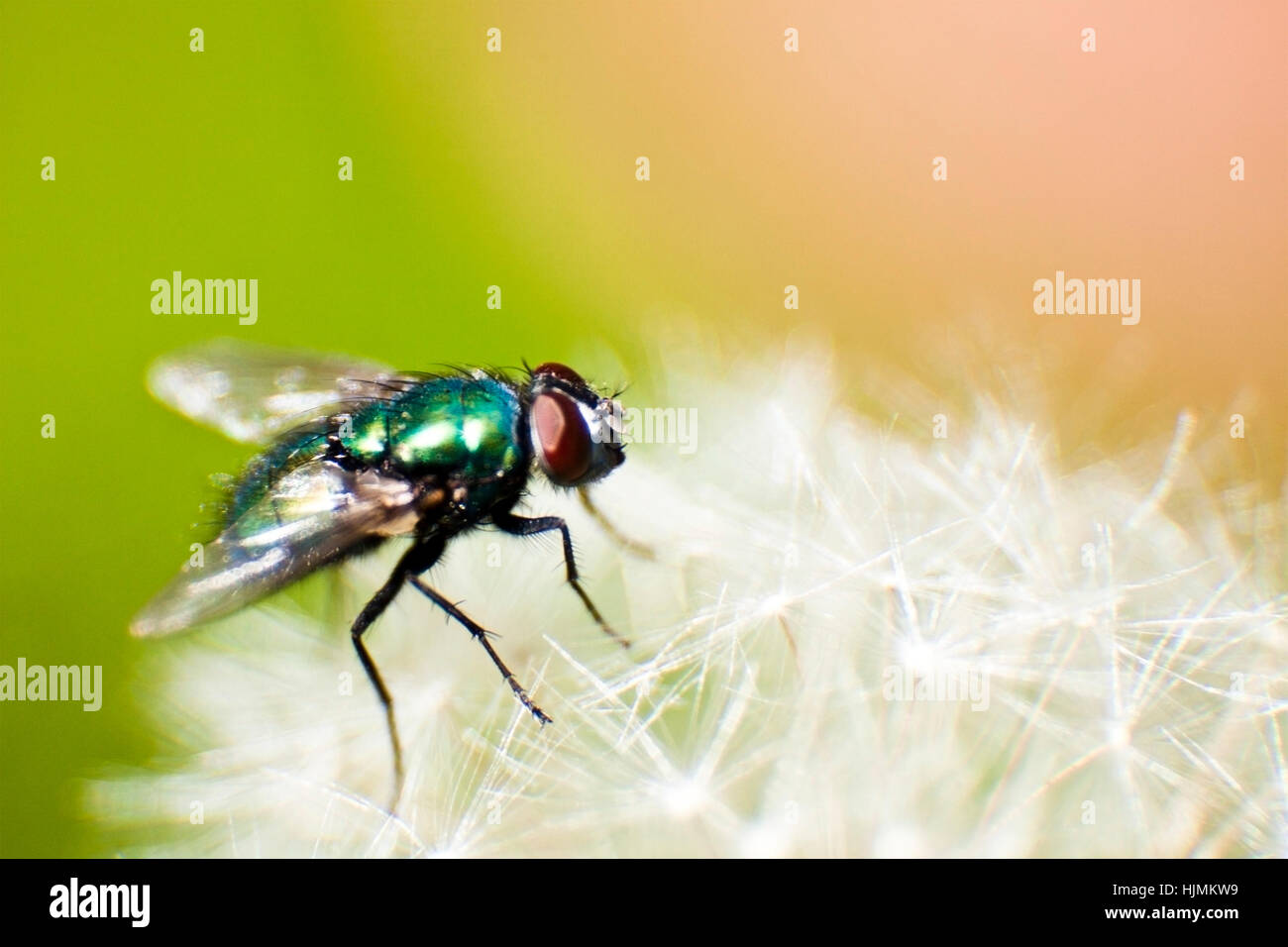 Green bottle fly (Blowfly) - Macro Stock Photo - Alamy