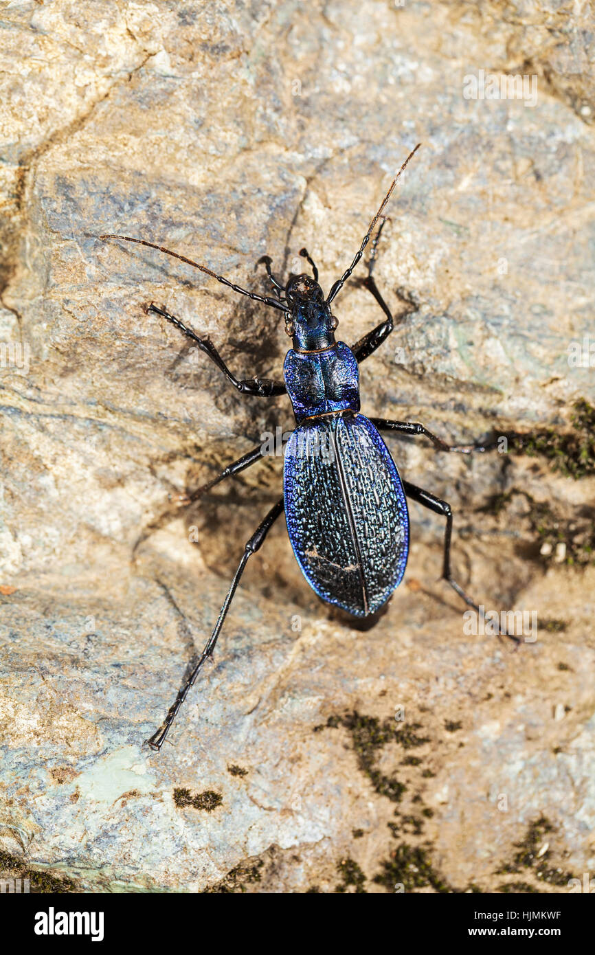 fastest insect on the World in nature, note shallow depth of field ...