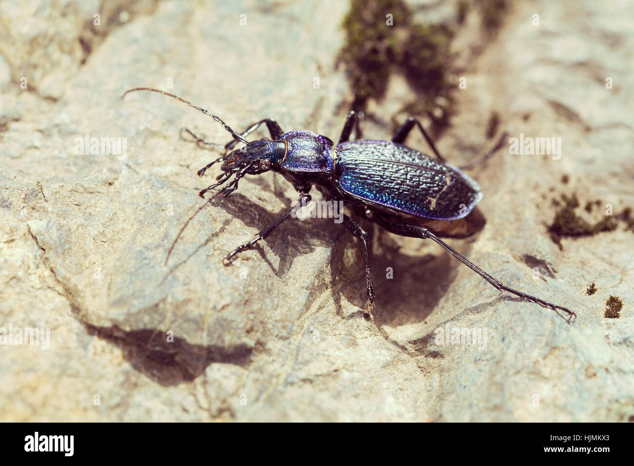 fastest insect on the World in nature, note shallow depth of field ...