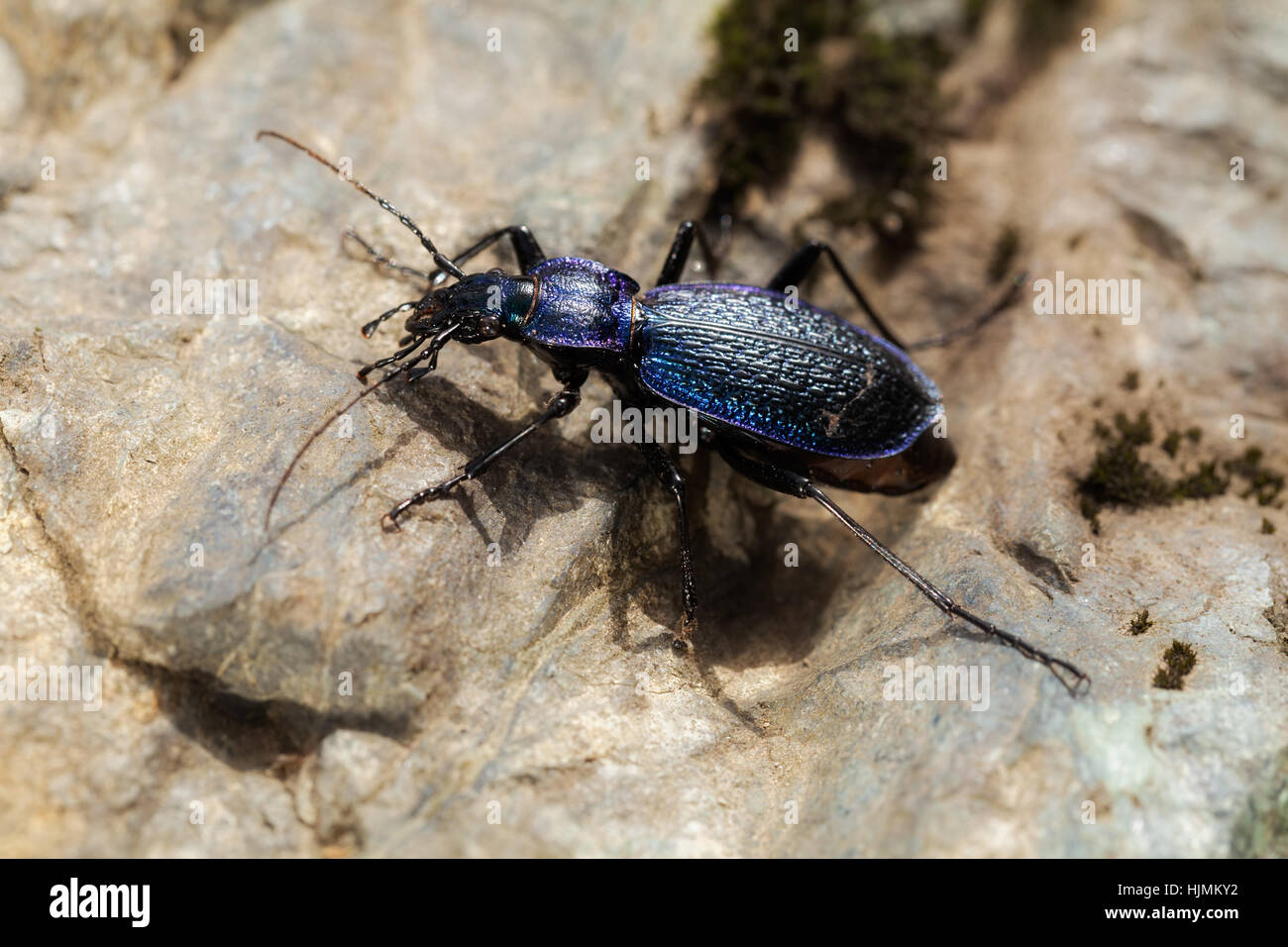 fastest insect on the World in nature, note shallow depth of field ...