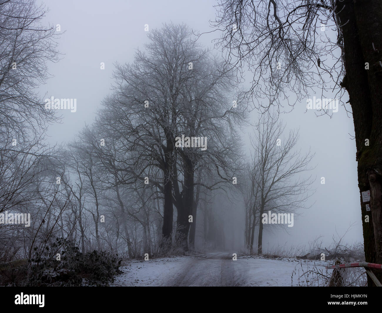 Trees in the mist Stock Photo - Alamy