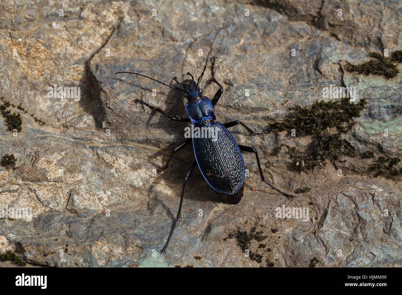 fastest insect on the World in nature, note shallow depth of field ...