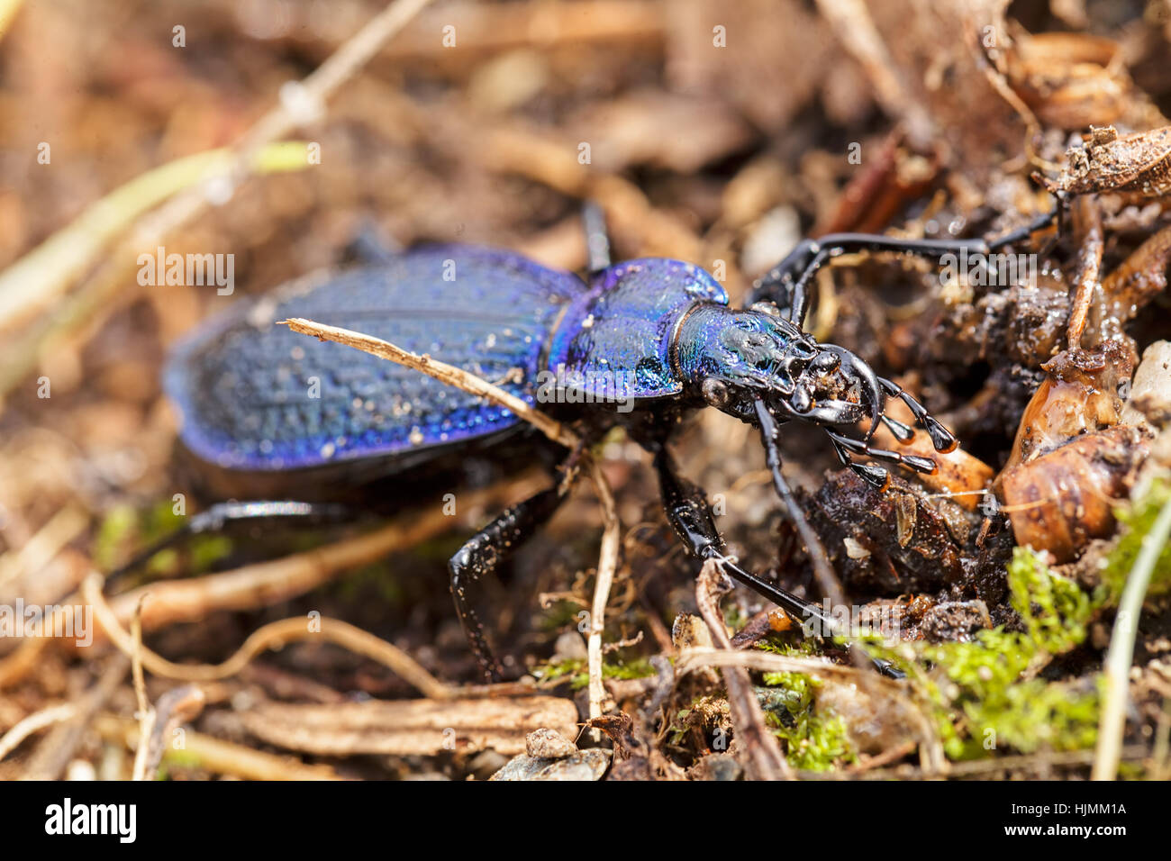 fastest insect on the World in nature, note shallow depth of field ...