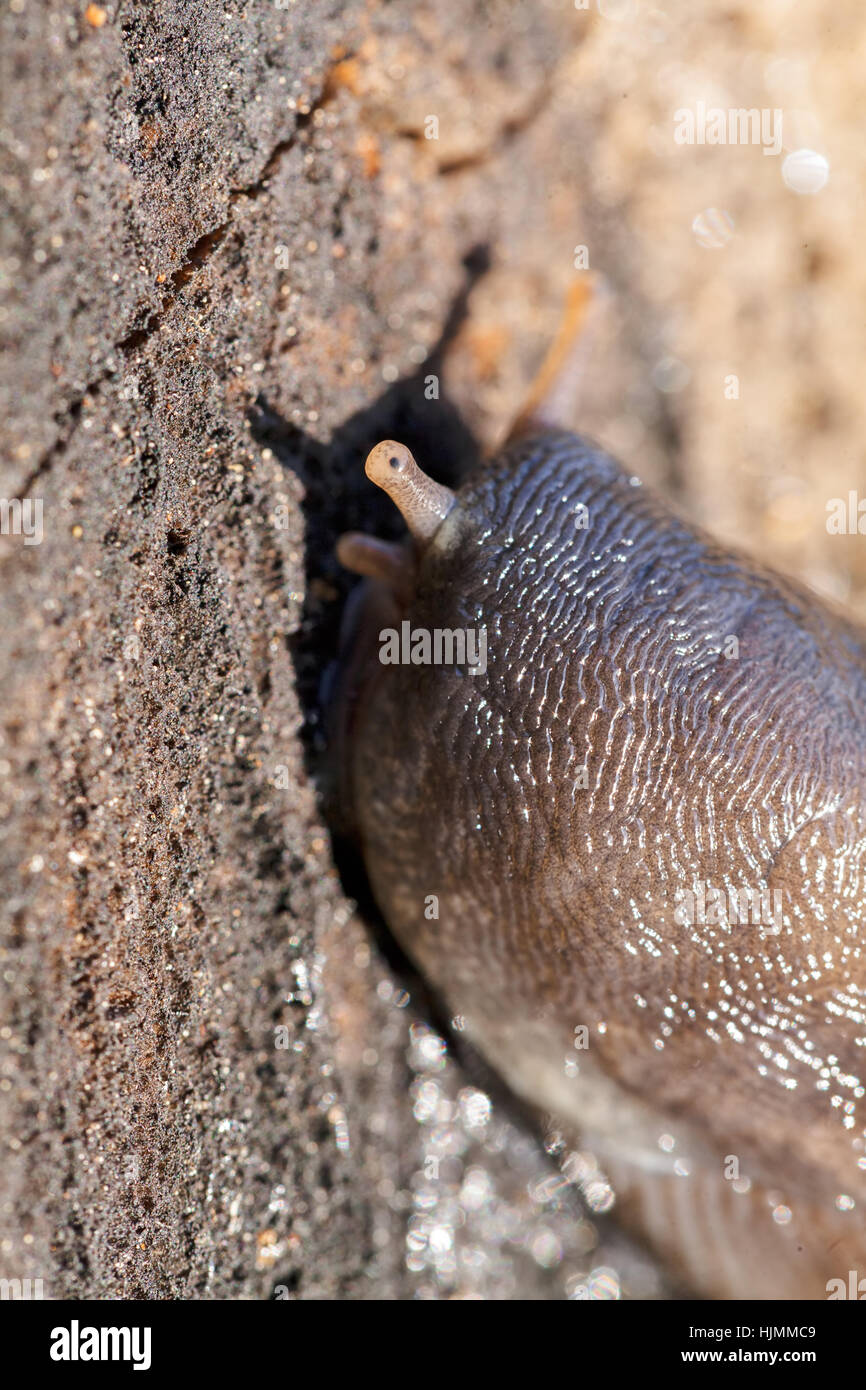 appearance of the head slug, note shallow depth of field Stock Photo ...