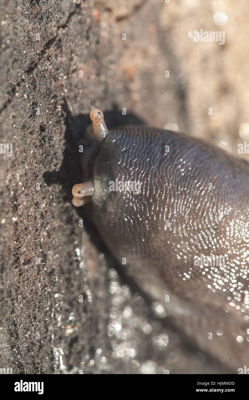 appearance of the head slug, note shallow depth of field Stock Photo ...