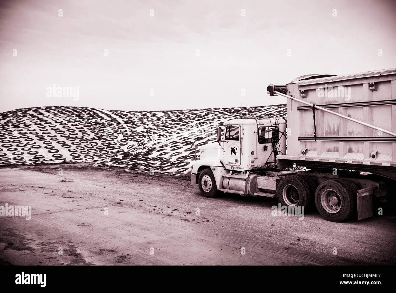 Truck and tarp covered cattle feed at industrial scale dairy farm in ...