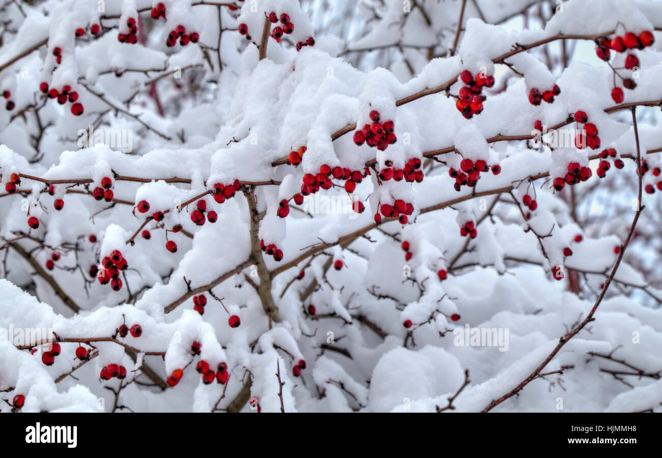 Winter background with red rose hips covered with snow Stock Photo - Alamy