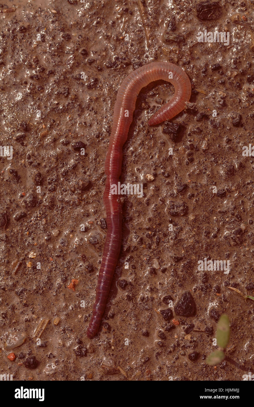earthworm on concrete after rain, note shallow depth of field Stock ...