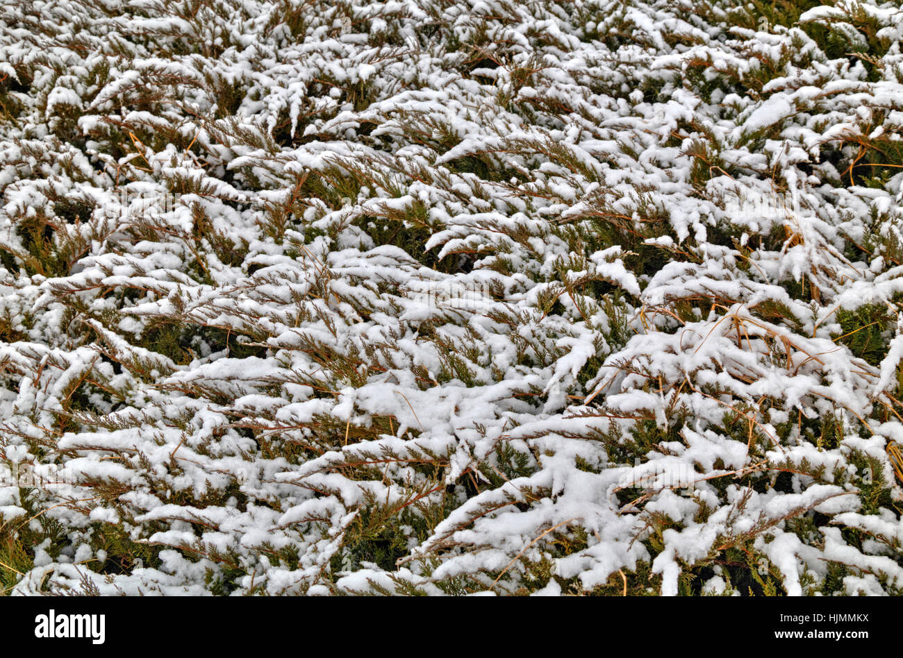Winter background with green flora covered with snow Stock Photo - Alamy