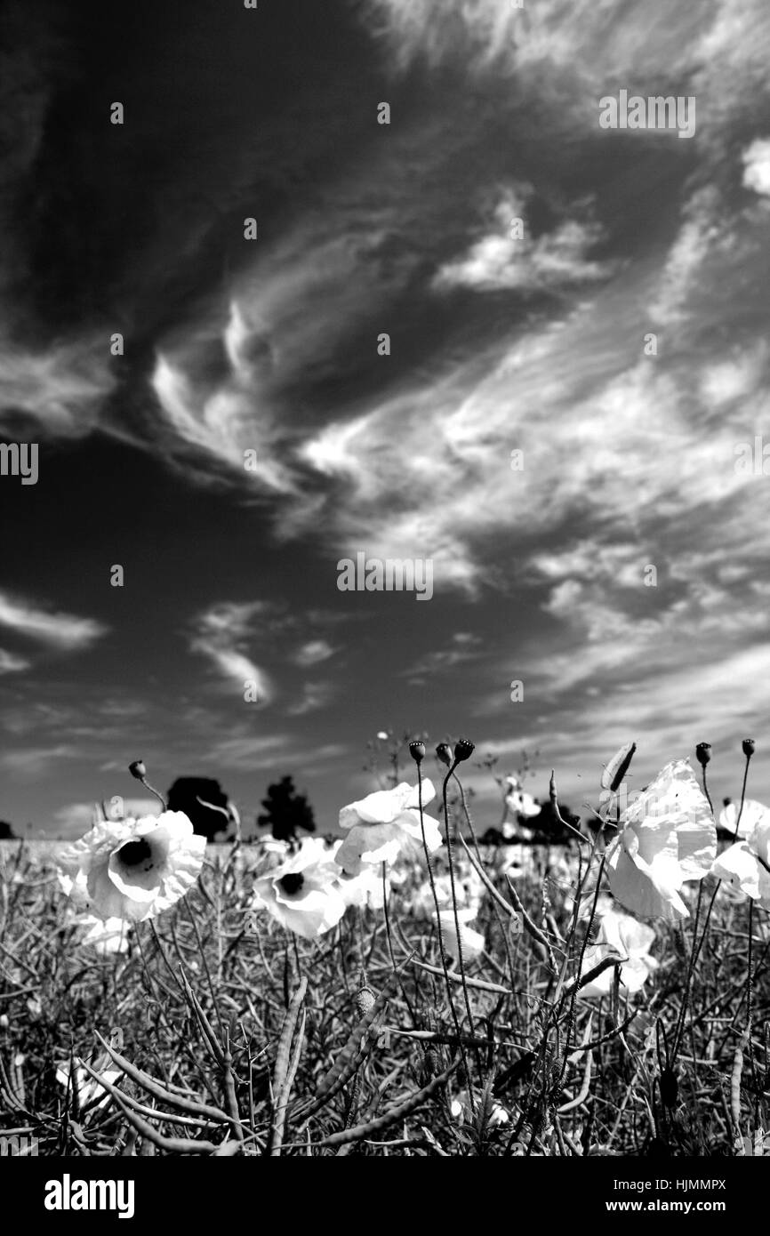 Summer Poppy Fields, Castle Acre village, North Norfolk, England, UK ...