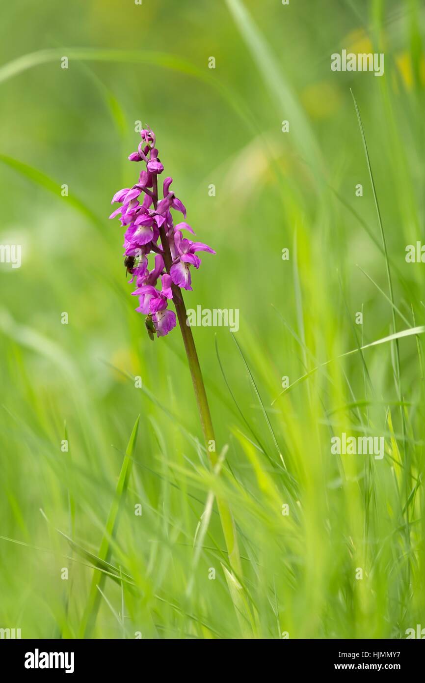 flies, insects, green, blossoms, spring, delicate, blades, gaudy, bleed ...