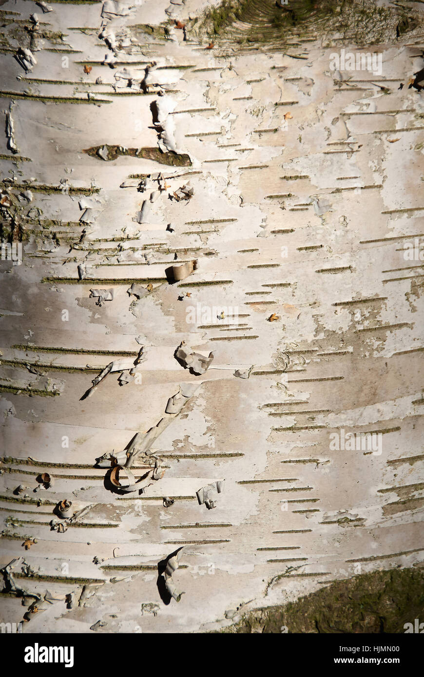 Bark b hi-res stock photography and images - Alamy