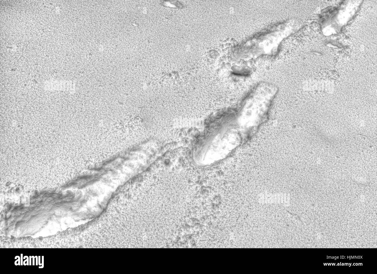 Human steps in the white snow Stock Photo - Alamy