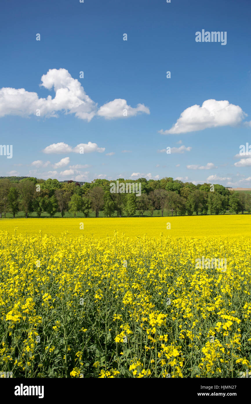 blooming rapeseed field Stock Photo - Alamy