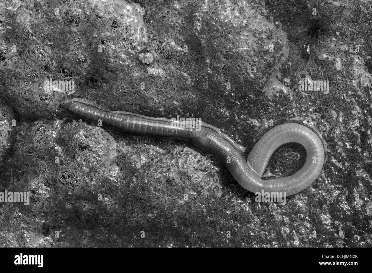 Long earthworm Black and White Stock Photos & Images - Alamy