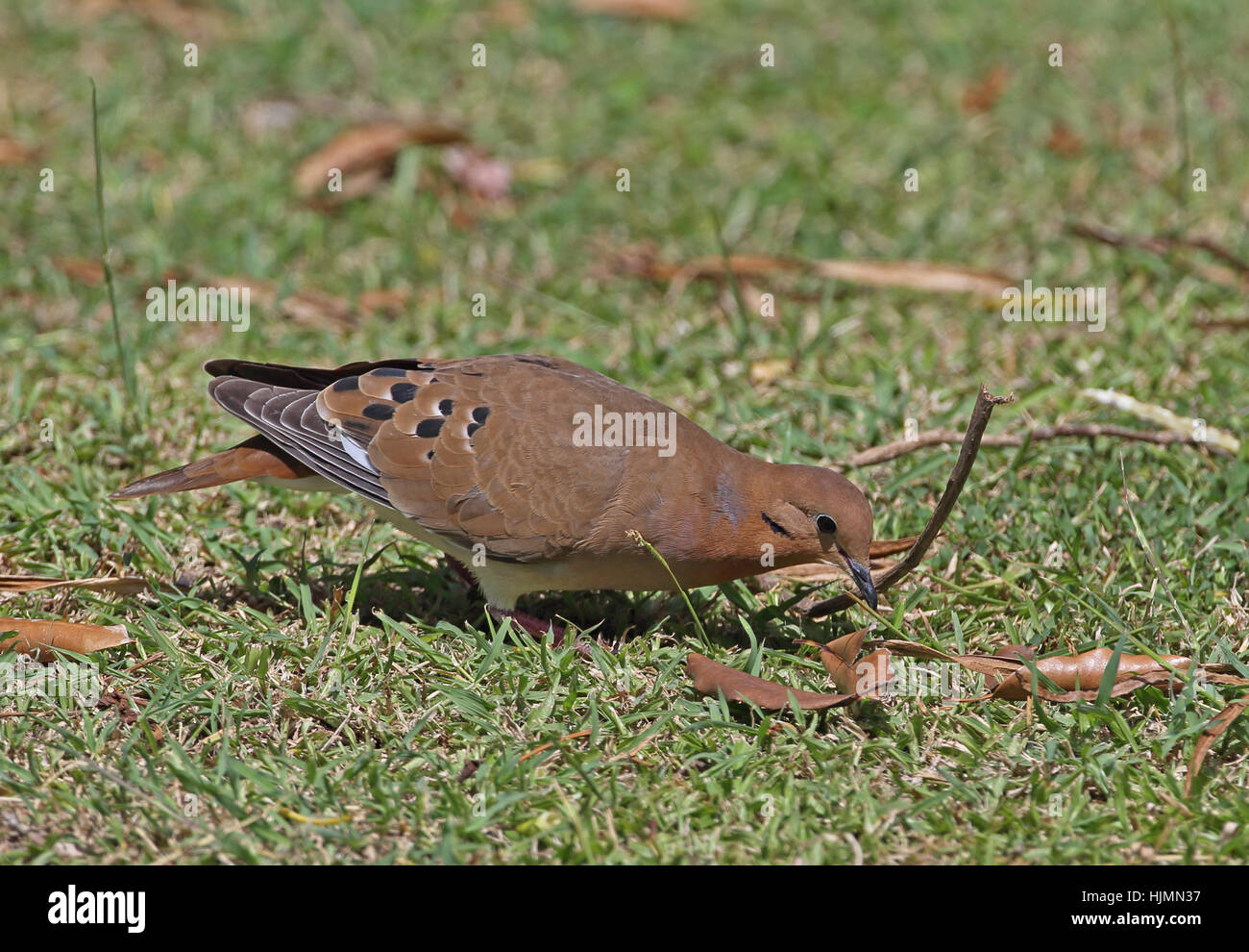 Zenaida doves (zenaida aurita) hi-res stock photography and images - Alamy