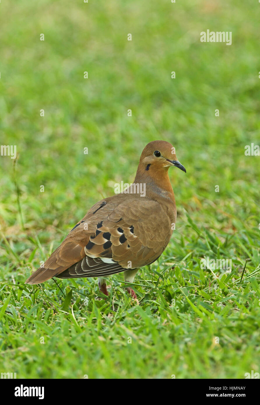 Zenaida Dove (Zenaida aurita aurita) adult walking on lawn St Lucia ...