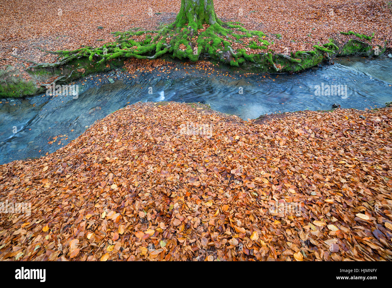 Spain, Basque Country, Gorbea Natural Park, Otzarreta forest in autumn ...