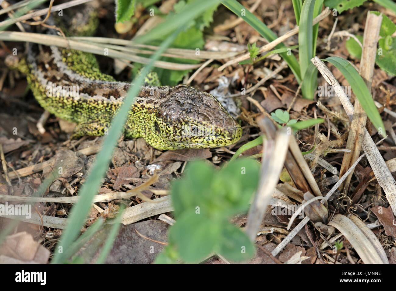 male sand lizard in hiding Stock Photo - Alamy