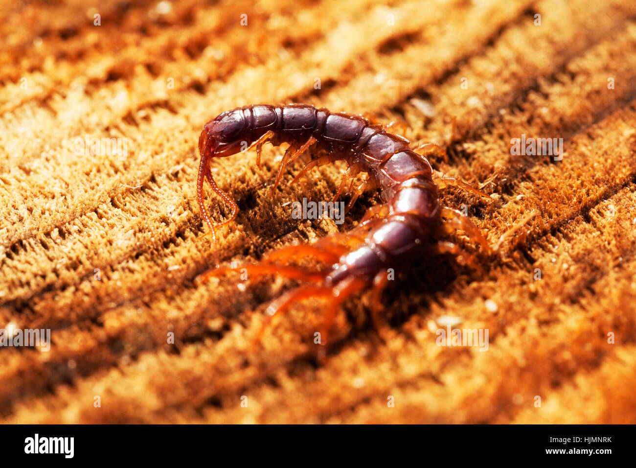 brown centipede in nature, note shallow depth of field Stock Photo - Alamy