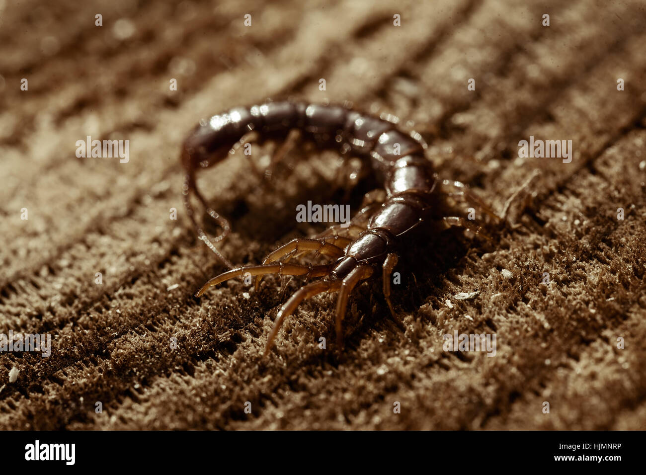 brown centipede in nature, note shallow depth of field Stock Photo - Alamy