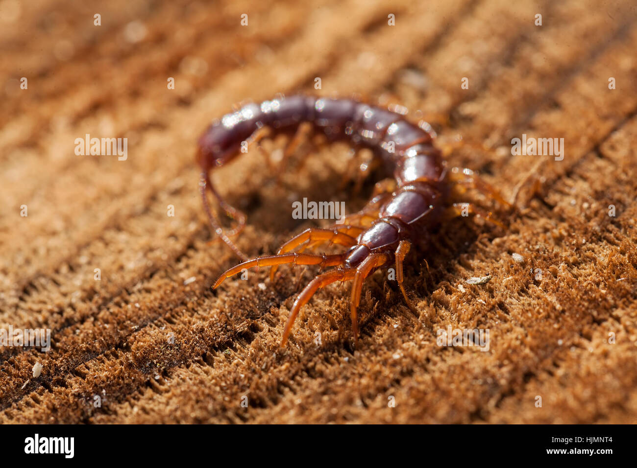 brown centipede in nature, note shallow depth of field Stock Photo - Alamy